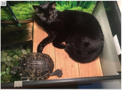 Solve Unusual Friendships jigsaw puzzle online with 20 pieces