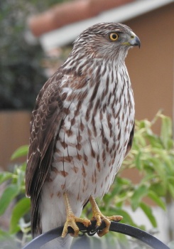 Solve Cooper's Hawk Immature in front of my office window, San Marcos ...
