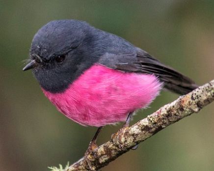 Solve pink breasted robin jigsaw puzzle online with 42 pieces