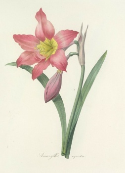 Solve Redoute - choix des plus belles fleurs 06 jigsaw puzzle online ...