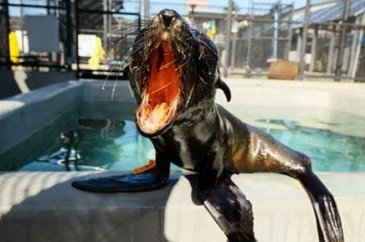 Solve Meet Milo, one of the many Guadalupe fur seal pups recovering ...