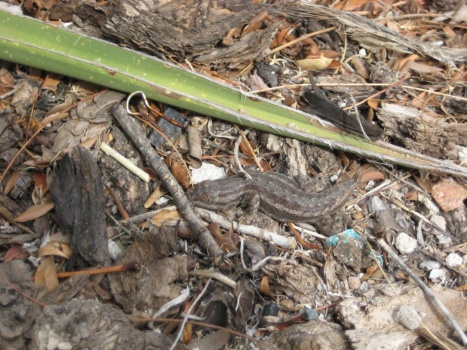 Solve FAT LITTLE LIZARD jigsaw puzzle online with 30 pieces