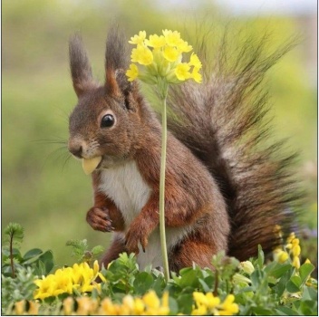 Solve Veverka_Squirrel jigsaw puzzle online with 64 pieces