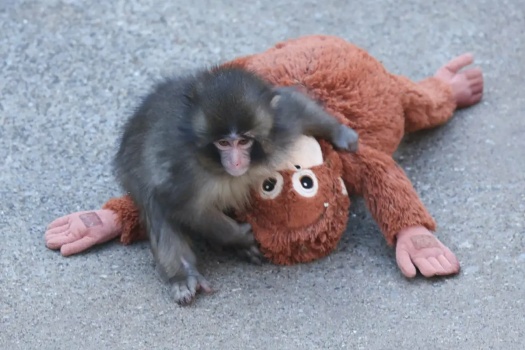Solve 2026-7-month-old-Punch the Monkey at-Japans-Ichikawa-city-zoo ...