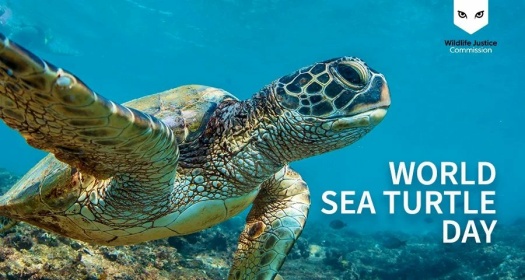 Solve World Sea Turtle Day May 23 jigsaw puzzle online with 18 pieces