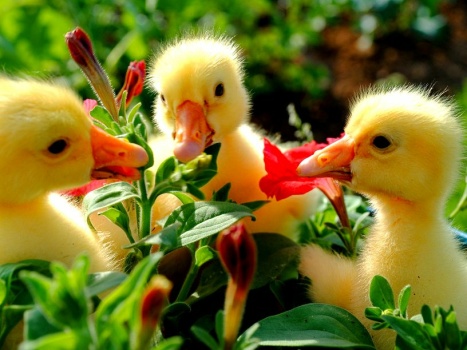 Solve Ducklings jigsaw puzzle online with 35 pieces