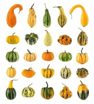 Solve Seasonal - Autumn - Pumpkins, Gourds & Squahses 1 (9 - 90 Pieces ...
