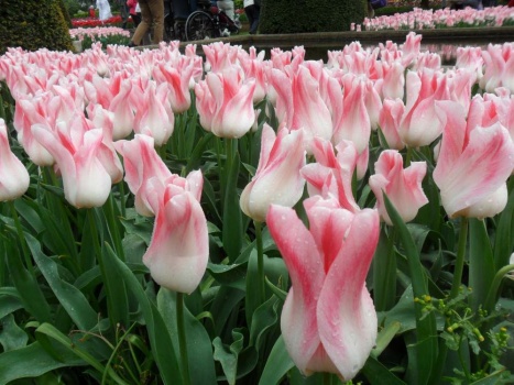 Solve Tulipány v parku Keukenhof... Tulips in the Keukenhof Park... jigsaw puzzle online with 12 ...