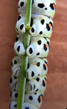 Jigsaw Puzzle | 198 pieces | Caterpillar close up | Jigidi