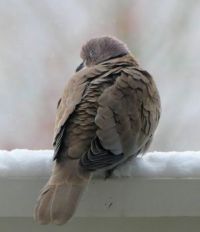 Animal puzzles | Jigidi.com