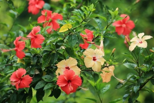 Solve Bunga Raya jigsaw puzzle online with 12 pieces