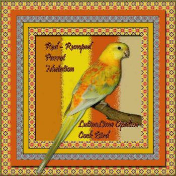 Solve Red-Rump Parrot - Mutation jigsaw puzzle online with 225 pieces