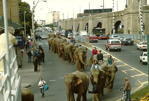 Solve Elephant Parade jigsaw puzzle online with 117 pieces