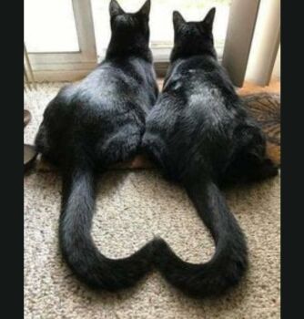 Solve Tails Make A Heart jigsaw puzzle online with 64 pieces