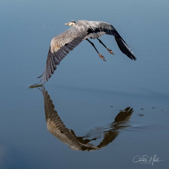 Solve On The Downstroke jigsaw puzzle online with 600 pieces