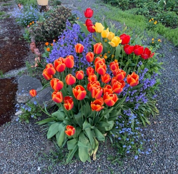 Solve Tulips jigsaw puzzle online with 169 pieces