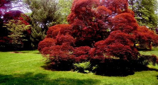 Solve A Very Red Tree jigsaw puzzle online with 420 pieces