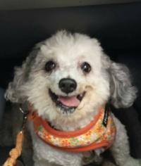 Dog puzzles | Page 11 | Jigidi.com