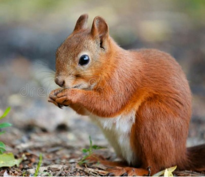 Solve Squirrel jigsaw puzzle online with 9 pieces