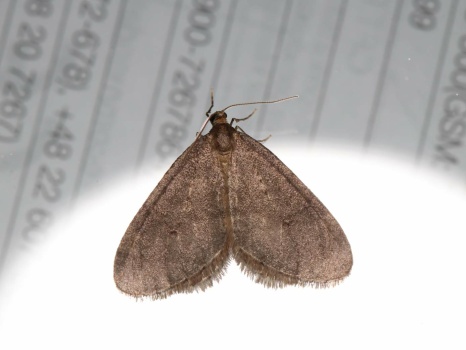 Solve Male Winter moth - Operophtera brumata (kleine wintervlinder ...