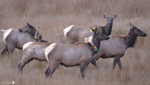 Solve Roosevelt Elk Canadenis Roosevelti Sequim WA jigsaw puzzle online ...