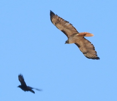 Solve Red-tailed Hawk and American Crow in the neighborhood, San Marcos ...