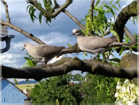 Solve Young lovebirds - Mladé hrdličky jigsaw puzzle online with 12 pieces