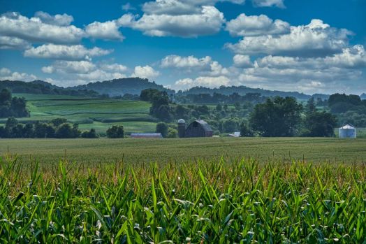 Solve The View Over a Wisconsin Corn Field jigsaw puzzle online with 12 ...