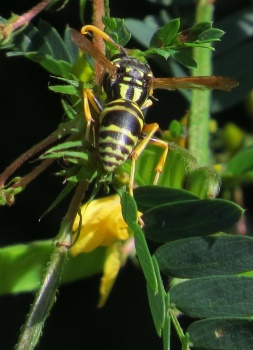 Solve German paper wasp (Polistes dominula) on partridge pea (Cassia ...
