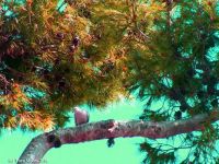 Bird puzzles | Page 1374 | Jigidi.com