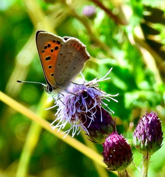 Solve Small Copper jigsaw puzzle online with 100 pieces