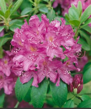 Solve PurPureum EleGans RhoDoDenDron jigsaw puzzle online with 42 pieces