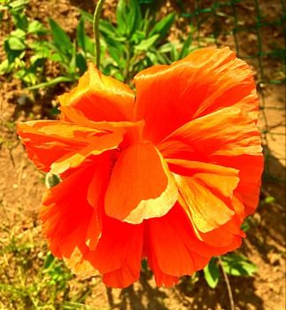 Solve Neighbours' orange poppy jigsaw puzzle online with 9 pieces