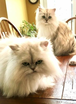 Solve Daisy and Petunia waiting for breakfast jigsaw puzzle online with ...