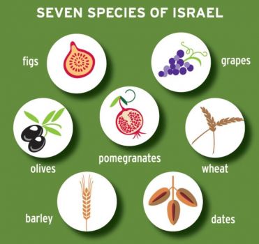 Solve The Seven Species of Israel jigsaw puzzle online with 72 pieces