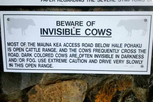 Solve Invisible cows. jigsaw puzzle online with 35 pieces