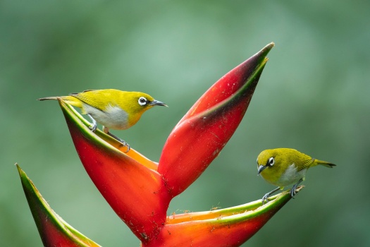 Solve Indian white-eye (Zosterops palpebrosus) jigsaw puzzle online ...