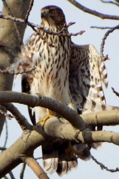 Solve WINDY DAY BLOWING COOPER HAWKS WING OUT jigsaw puzzle online with ...