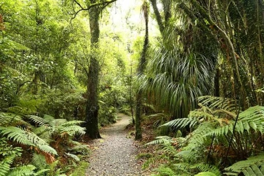 Solve Typical West Coast bush walk jigsaw puzzle online with 24 pieces