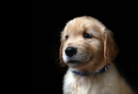 Free online jigsaw puzzles | Page 2 | Jigidi.com