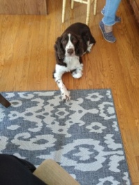 Free online jigsaw puzzles | Page 300 | Jigidi.com