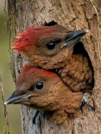 Animal puzzles | Jigidi.com