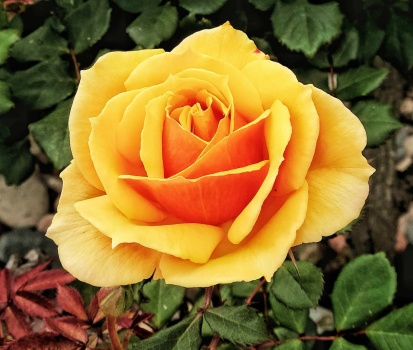 Solve Spring Rose jigsaw puzzle online with 72 pieces