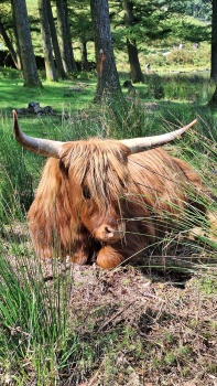Solve Highland coo 🐂 jigsaw puzzle online with 104 pieces