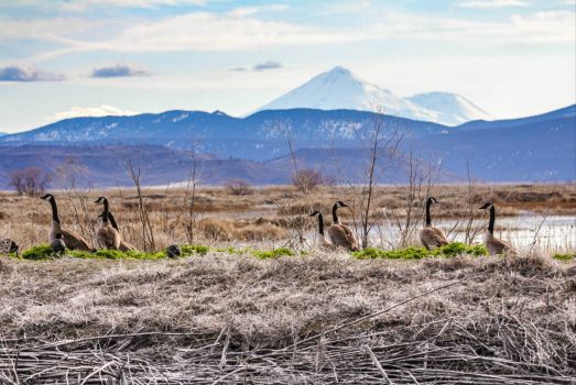 Solve LOWER KLAMATH WILDLIFE REFUGE jigsaw puzzle online with 96 pieces