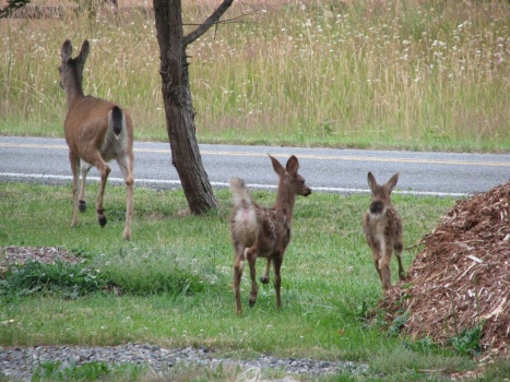 Solve Doe teaching kids to cross the street jigsaw puzzle online with ...