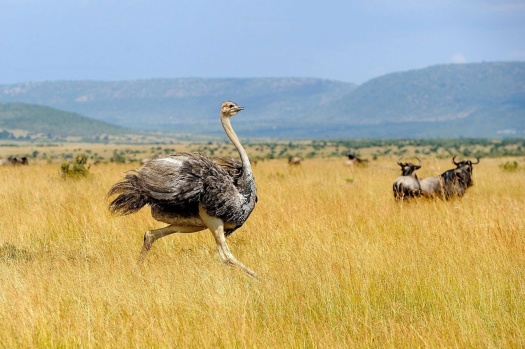 Solve Ostrich jigsaw puzzle online with 77 pieces
