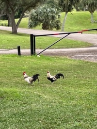 Jigsaw puzzle creator porgy » Play one of my 1563 free puzzles at Jigidi