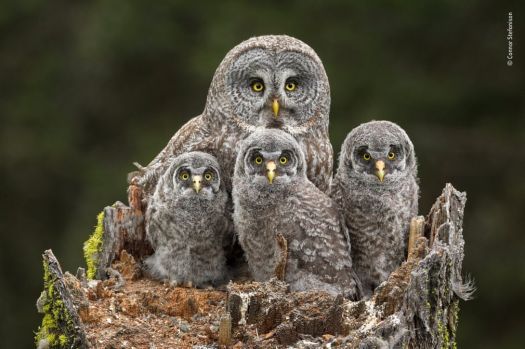 Solve Great grey owl and chicks by Connor Stefanison 2018 Wildlife ...