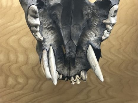 Solve La Brea Tar Pits sabretooth tiger (Smilodon) jaw. jigsaw puzzle ...